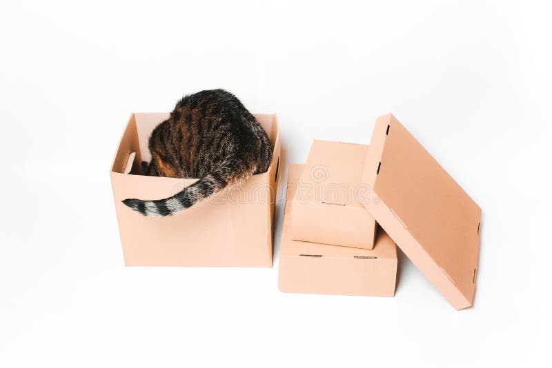 Cat Looks in a Cardboard Box. Eco-friendly Packaging Stock Photo ...