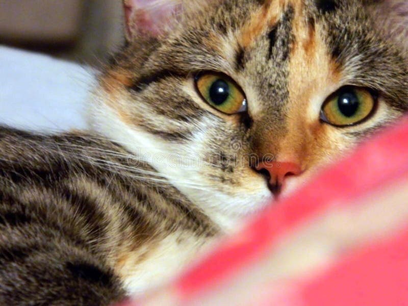 The Cat Looks Close-up Directly into the Camera. Stock Photo - Image of ...