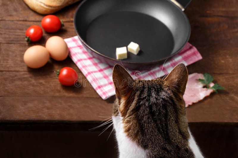 Cat Looks Cooking Eggs Bacon Pan Stock Photo - Image of eggs, roasted ...