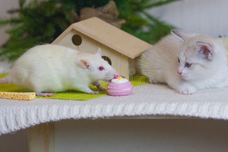 406 Cat Eating Rat Stock Photos - Free & Royalty-Free Stock Photos from ...