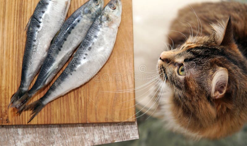 The Cat Looks at the Fish. Wants To Steal Fish from the Table Stock ...