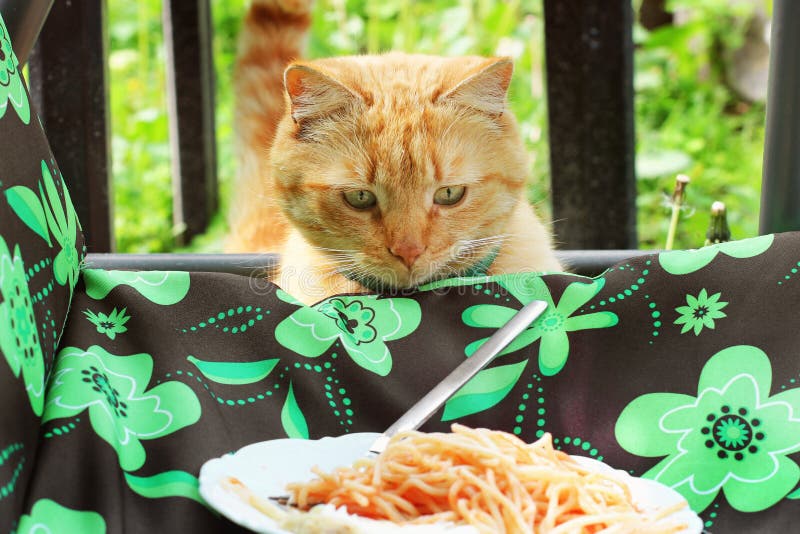 Cat Looks at the Food in the Plate Stock Photo - Image of golden ...