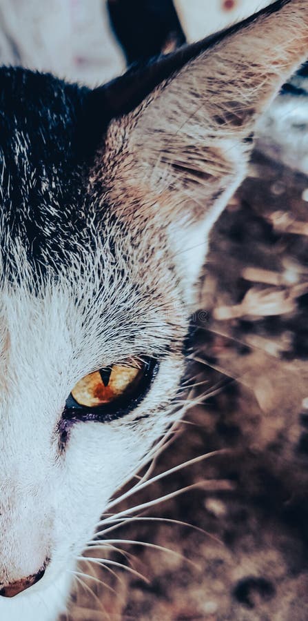 A Cat Looks at the Food with a Sharp Gaze Stock Photo - Image of snout ...