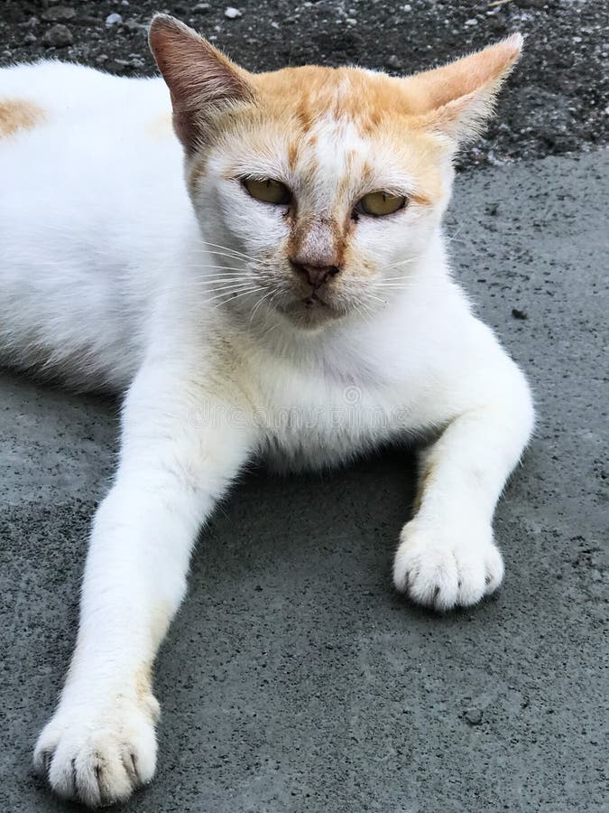 Sad Cat stock photo. Image of excited, funny, cute, carnivore - 230051424