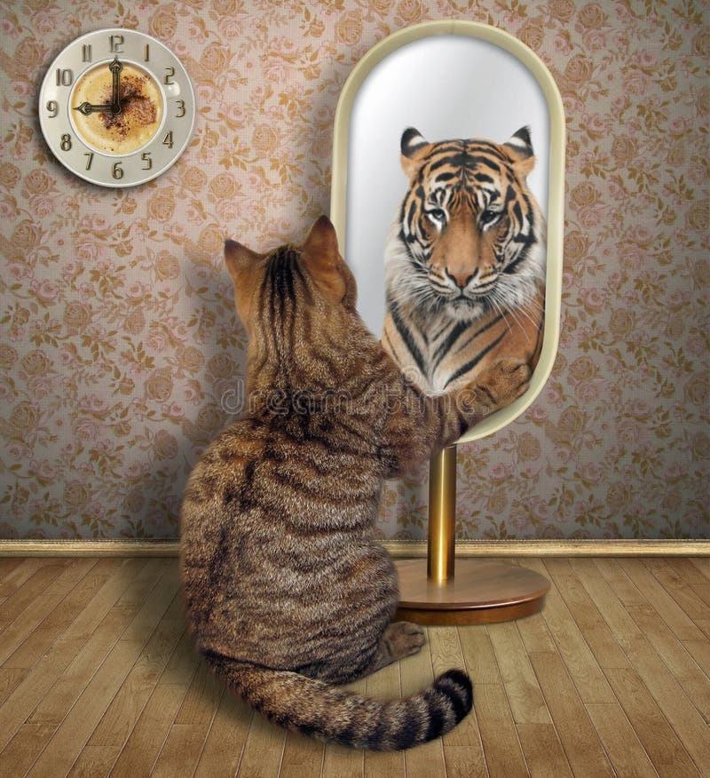 Cat Looks at Its Reflection at Home Stock Photo - Image of mirror ... Cat Looks at Its Reflection at Home Stock Photo - Image of mirror ...