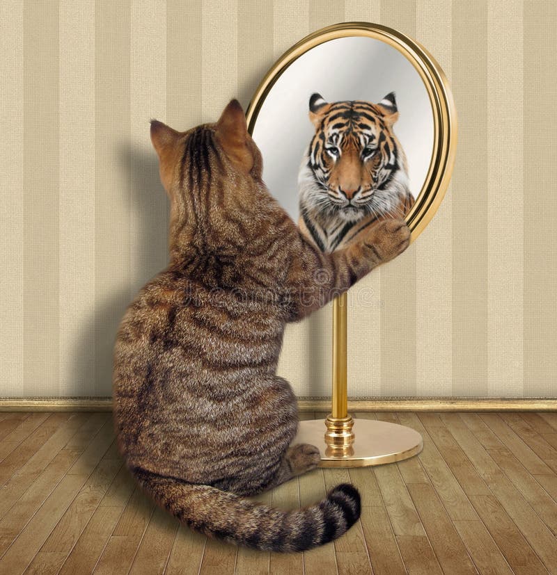 639 Cat Reflection Tiger Photos - Free & Royalty-Free Stock Photos from ...
