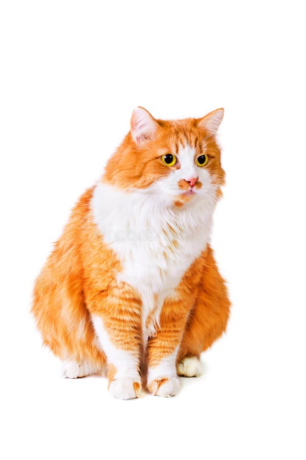 Cat looks with interest stock image. Image of whisker - 27386587