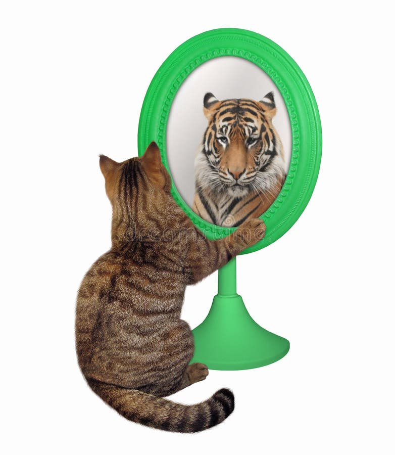861 Cat Reflection Tiger Stock Photos - Free & Royalty-Free Stock ...