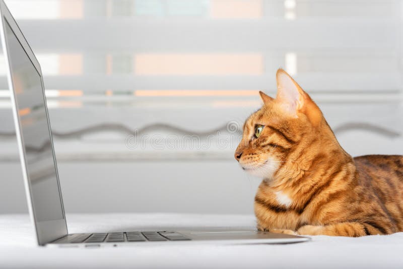 The Cat Looks at the Laptop Screen in the Bedroom Stock Image - Image ...