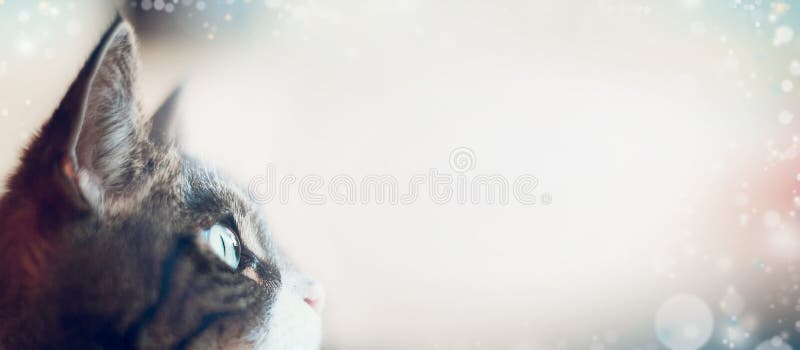 Cat Looks at the Light. Close Up of Cat S Eye, Side View Stock Photo ...