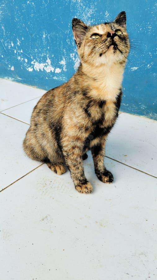 Cat that looks like a fox stock image. Image of like - 350739465