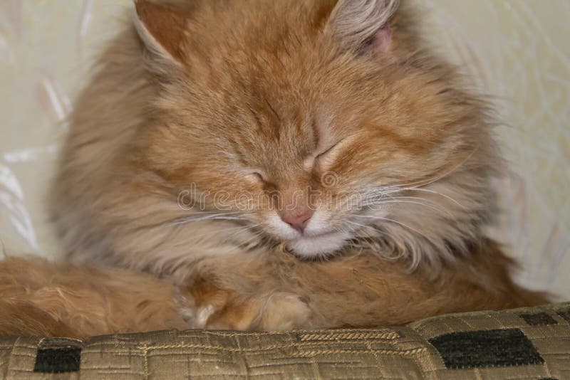 A Cat that Looks Like a Lion. Stock Photo - Image of sleeping, home ...