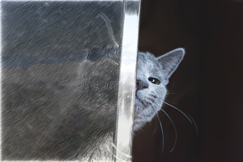 The Cat Looks Out from Behind Obstacles. Post Production Stock Image ...