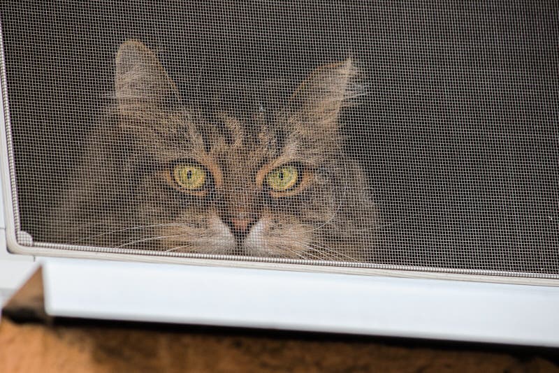 The Cat Looks Out from Behind the Protective Mesh on the Window Stock ...