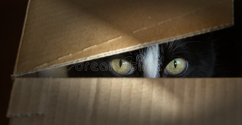 Cat looks out of cardboard stock image. Image of macro - 165129329