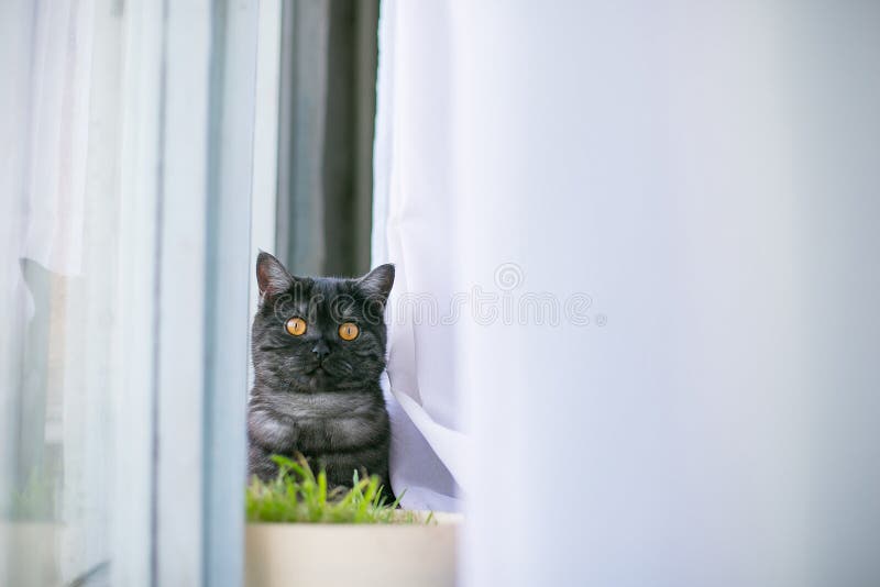 Cat Looks Out Hiding, Surprise, Hunting Sunlight Stock Photo - Image of ... Cat Looks Out Hiding, Surprise, Hunting Sunlight Stock Photo - Image of ...