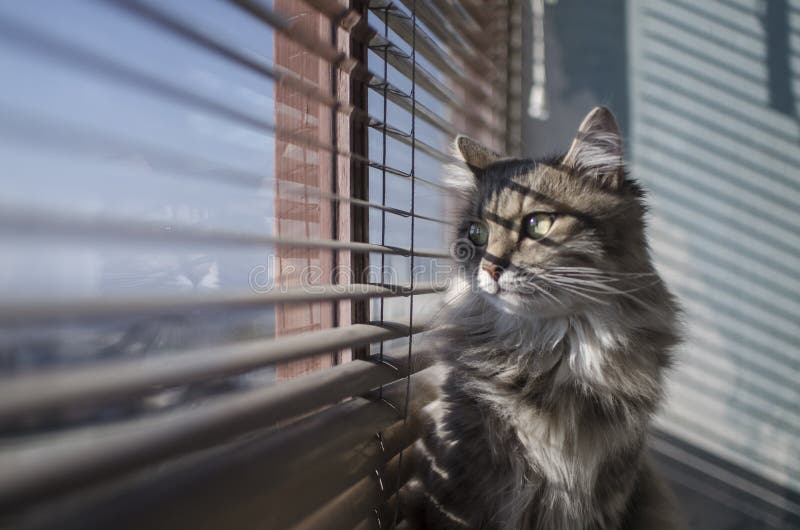 505 Cute Cat Window Blinds Stock Photos - Free & Royalty-Free Stock ...