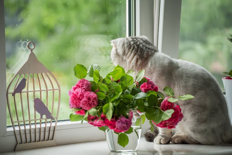 A Cat Looks Out the Window and a Bouquet of Flowers on the Windowsill ... A Cat Looks Out the Window and a Bouquet of Flowers on the Windowsill ...