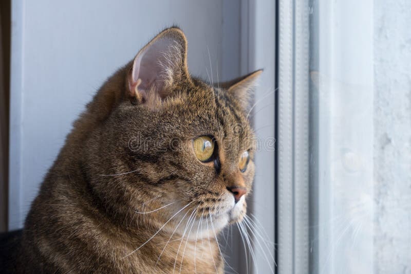 The Cat Looks Out the Window. Close-up Portrait of a Cat Stock Photo ... The Cat Looks Out the Window. Close-up Portrait of a Cat Stock Photo ...