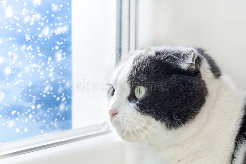 A Cat Looks Out the Window at the Falling Snow Stock Photo - Image of ...