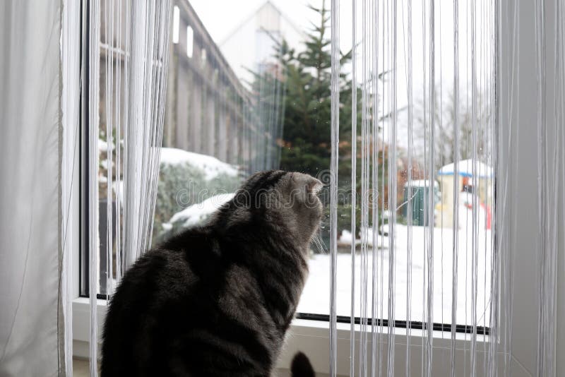 A Cat Looks Out the Window in Winter Stock Image - Image of background ...