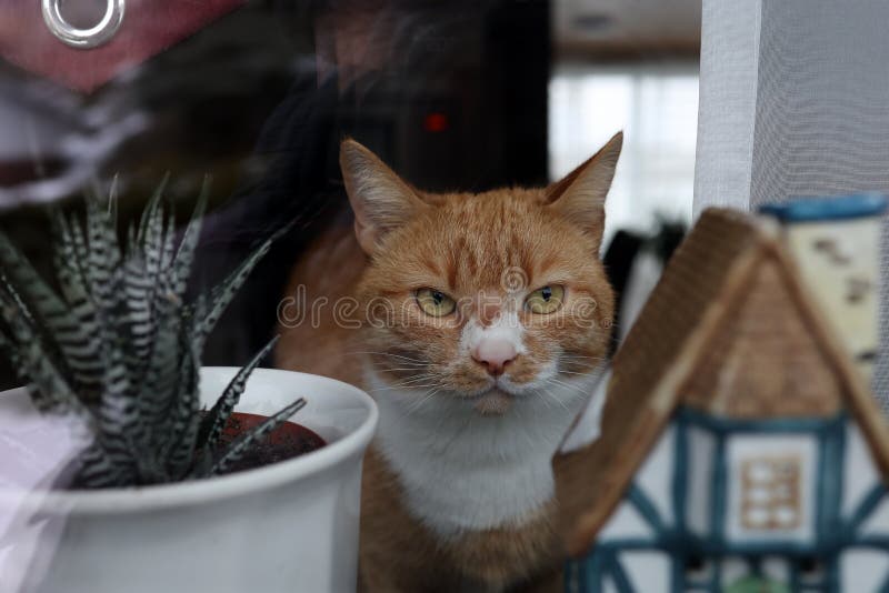 A Cat Looks Out the Window in Winter Stock Image - Image of furry, gray ... A Cat Looks Out the Window in Winter Stock Image - Image of furry, gray ...