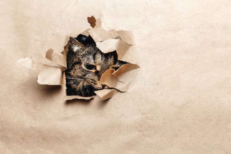 The Cat Looks Playfully through the Torn Paper Stock Photo - Image of ...