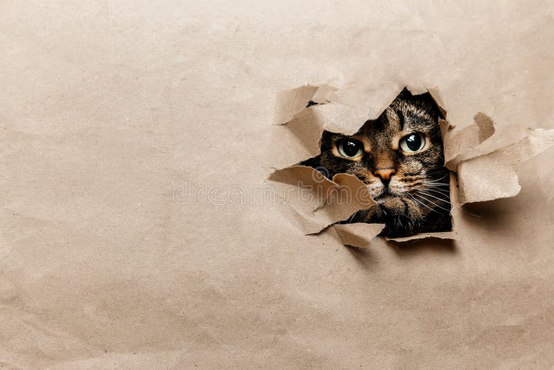 The Cat Looks Playfully through the Torn Paper Stock Photo - Image of ...