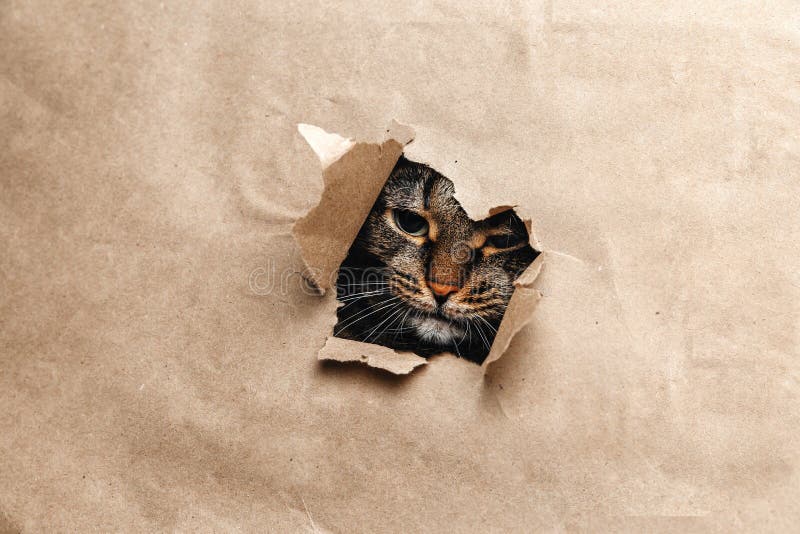 The Cat Looks Playfully through the Torn Paper Stock Photo - Image of ...