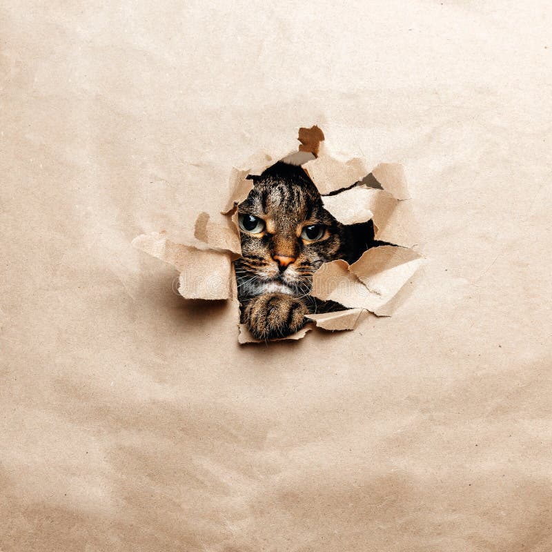 The Cat Looks Playfully through the Torn Paper Stock Photo - Image of ...