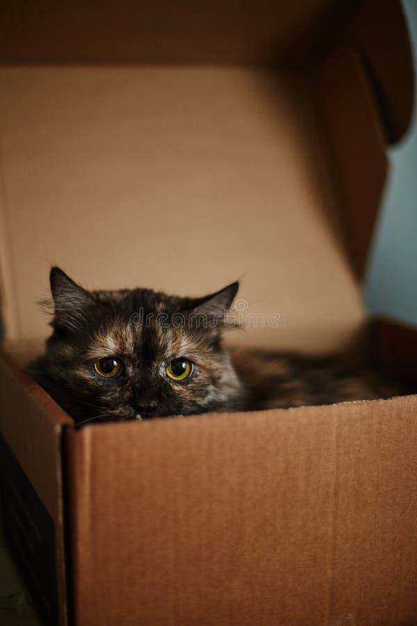 The Cat Looks Sad Looking Out of a Cardboard Box Stock Photo - Image of ...
