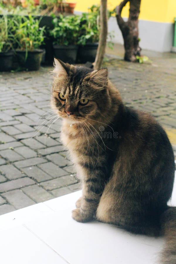 Cat looks so sad stock image. Image of looks, mammal - 265743377