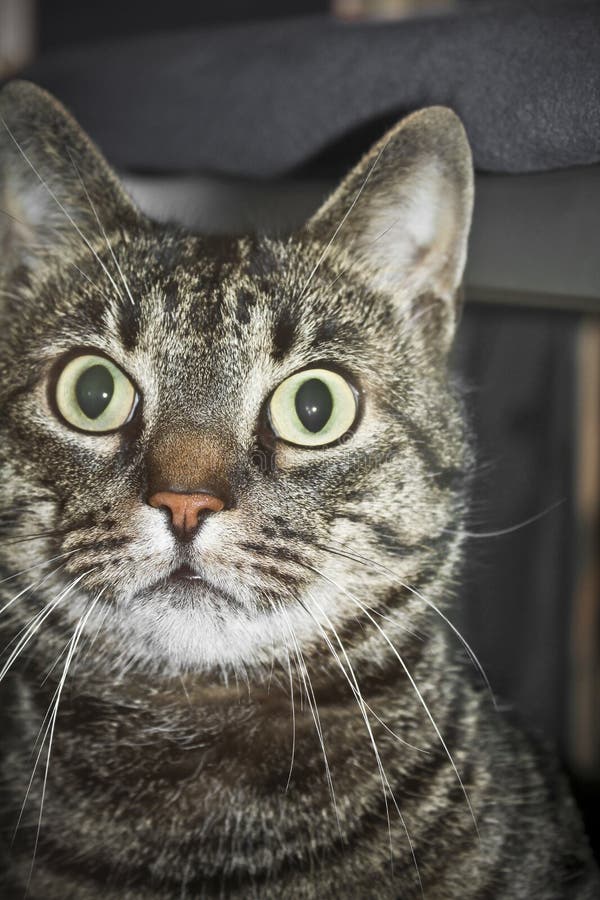 Cat Looks Scared into the Camera Stock Photo - Image of looking ...