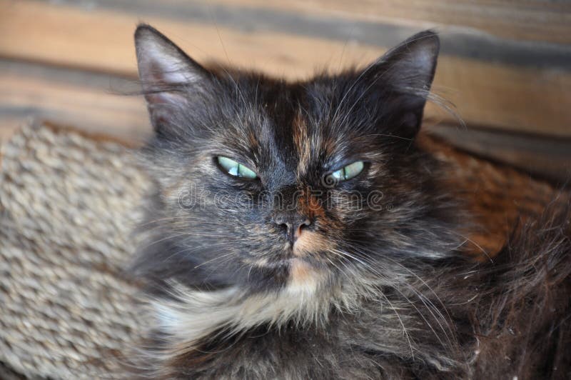 The cat looks slyly stock photo. Image of concerned, close - 90119816