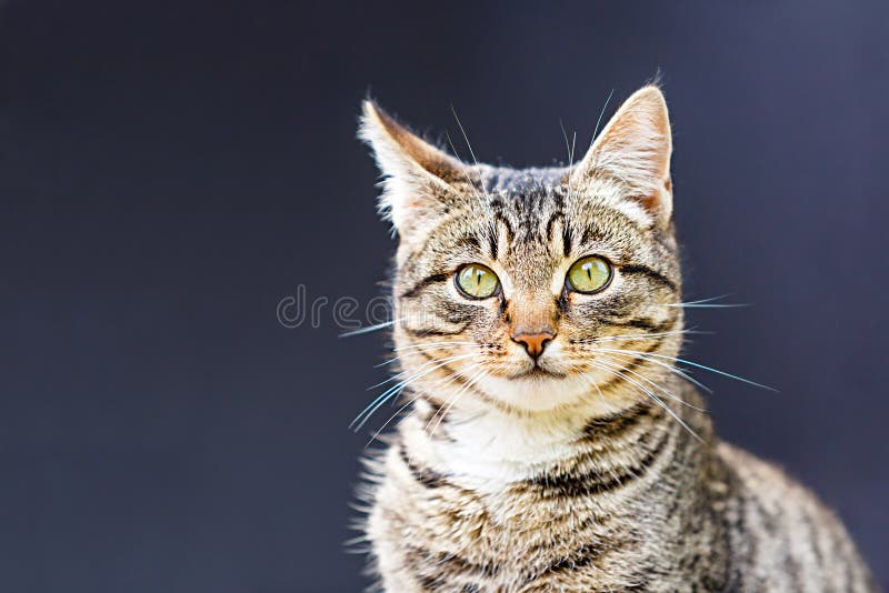 The Cat Looks in Surprise. Alarmed Cat Stock Photo - Image of white ...