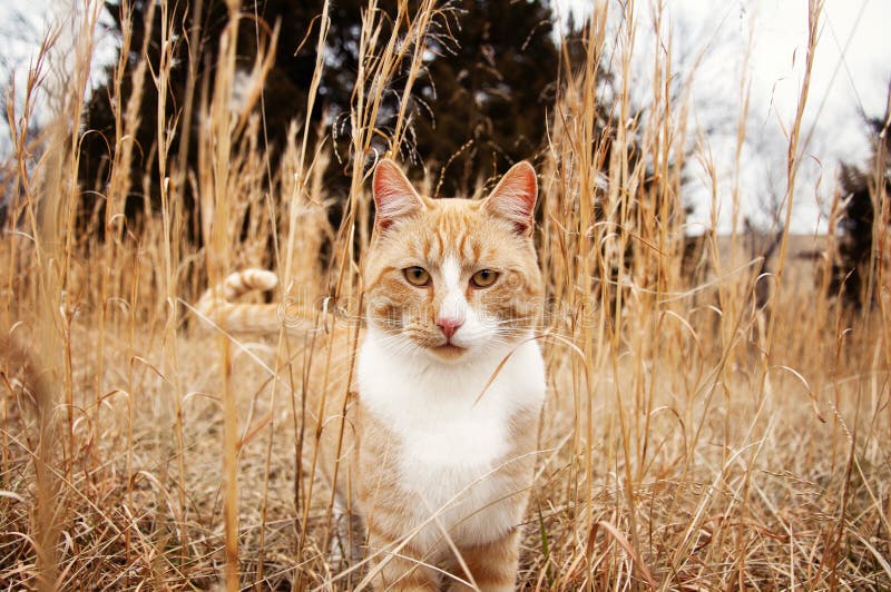 Cat in Meadow stock photo. Image of striped, field, kitty - 48877372