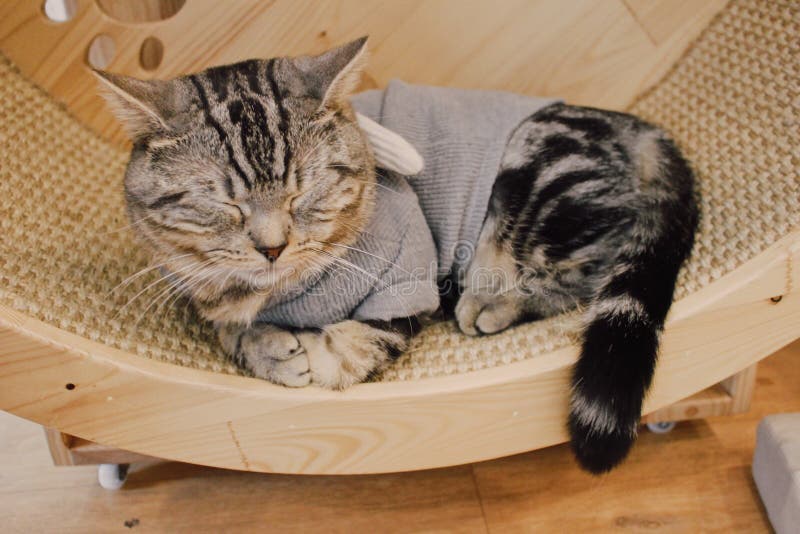 Cat looks so tired stock image. Image of tired, looks - 163363603