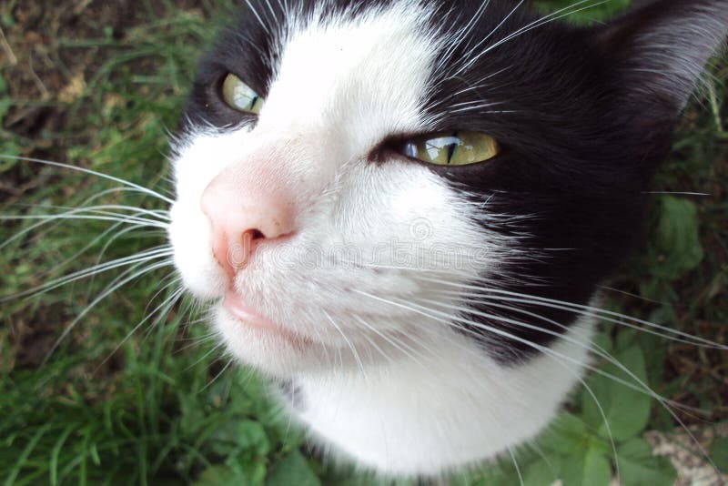 Cat stock image. Image of looks, white, garden, noises - 98434207