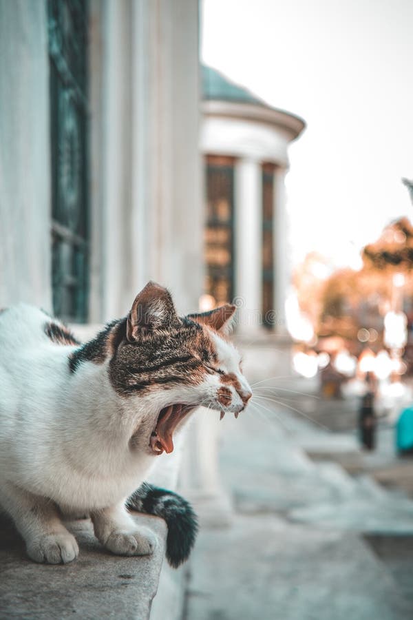 This Cat Looks Very Sleepy so he Yawns Very Wide Stock Photo - Image of ...