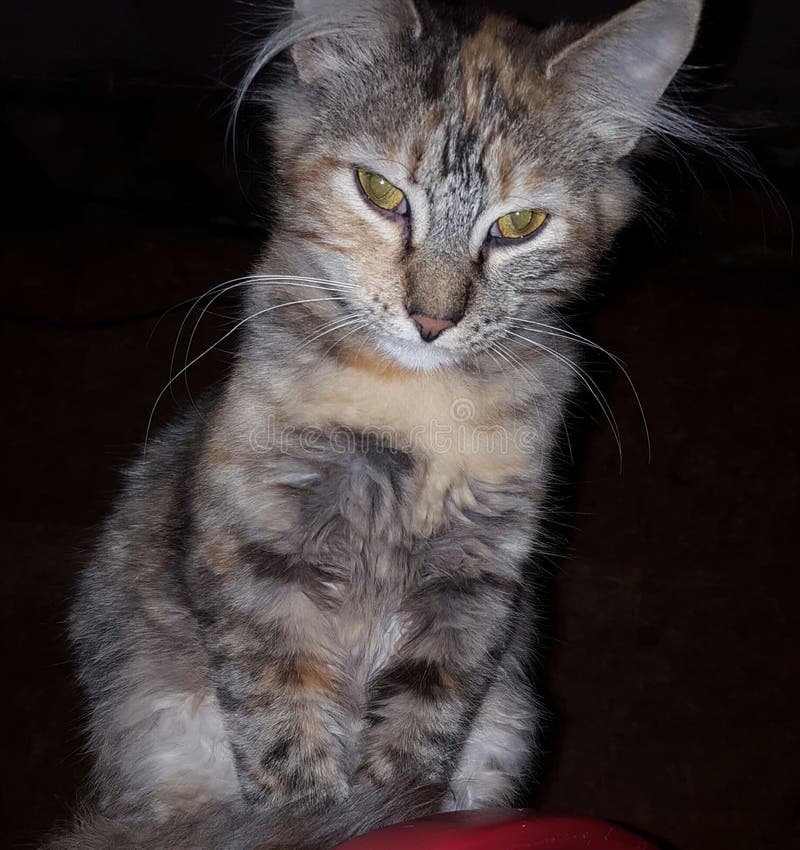 Just woke up stock image. Image of woke, wake, looks - 124114853