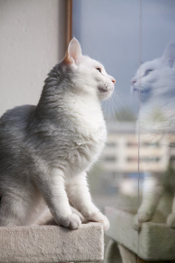 Cat Looks through the Window Stock Photo - Image of window, kitten ...