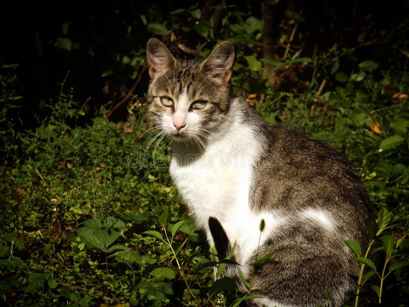 Catlin in Wonderland stock photo. Image of green, mysterious - 127777218
