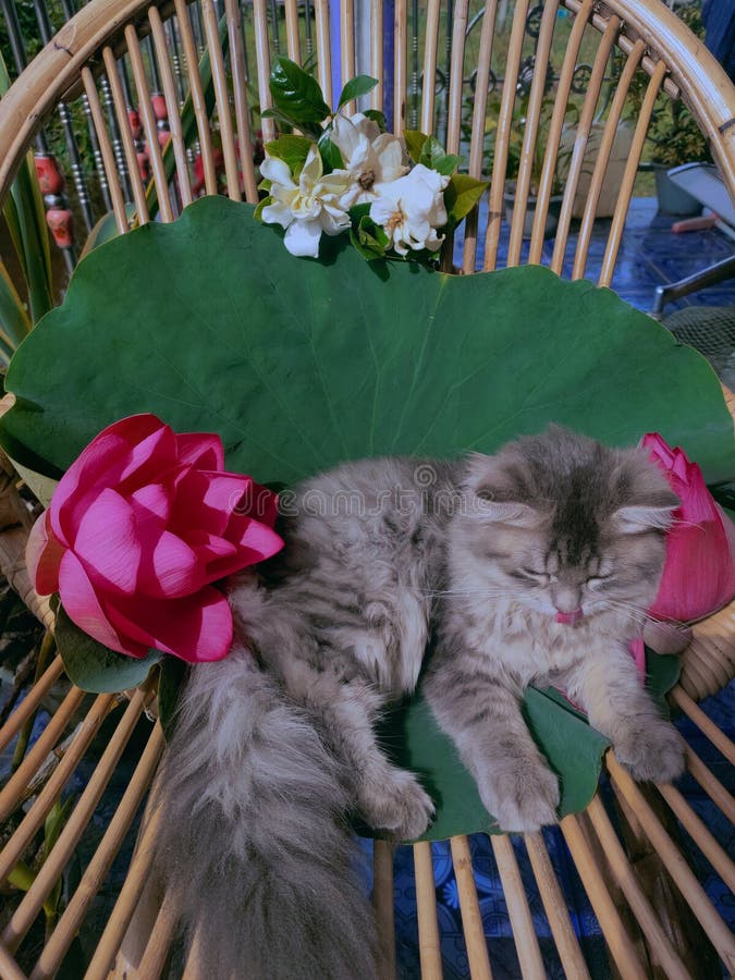 Cat and lotus flower stock photo. Image of cute, lotus - 238761758