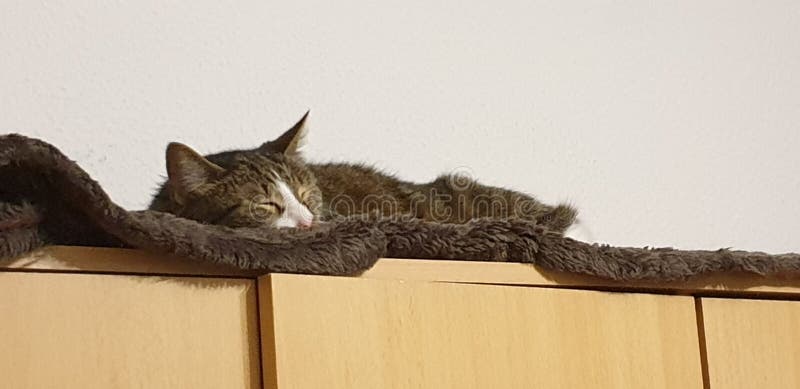 The Cat love stock photo. Image of carnivore, floor - 180267058