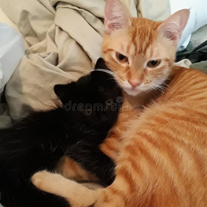 Cat love stock photo. Image of animals, love, cuddle - 161551008