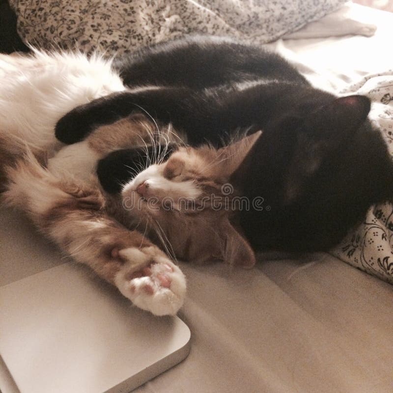 Cat love stock photo. Image of sleeping, kitten, love - 51554838