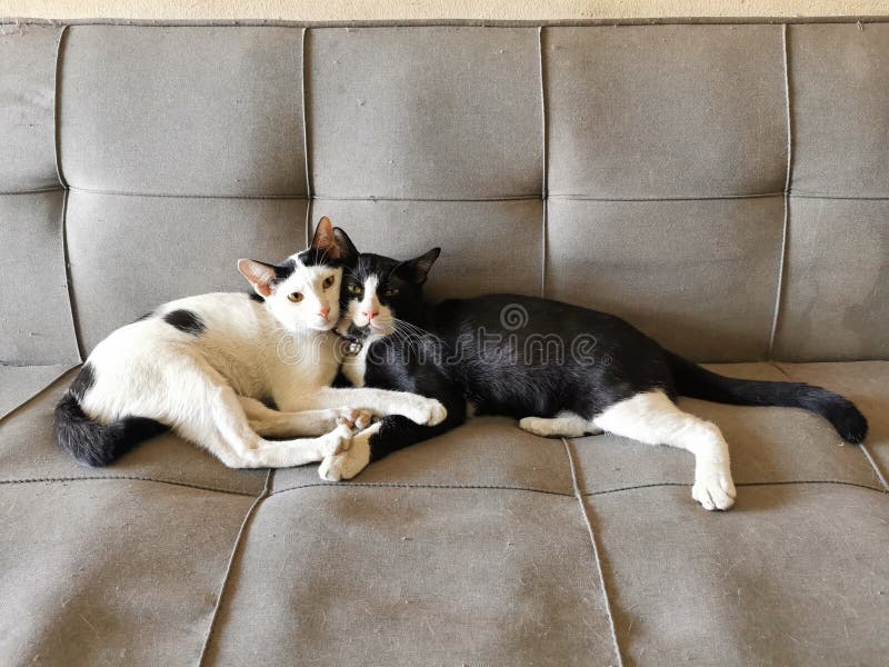 Cat love duo stock photo. Image of huahin, love, girl - 239869424