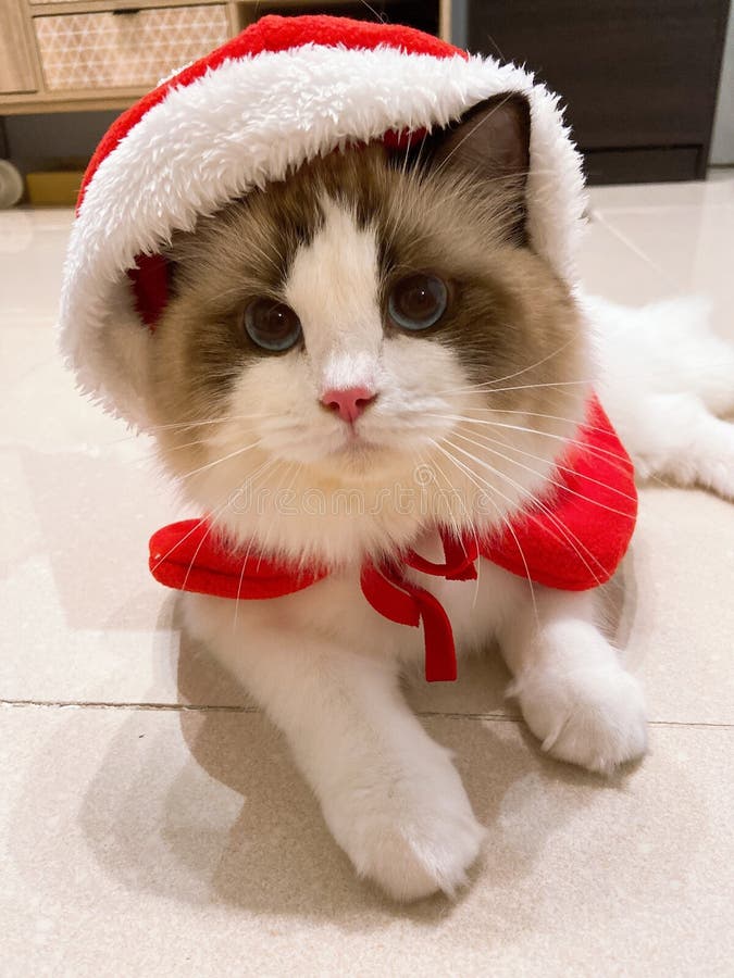 136 Cute Cate Stock Photos - Free & Royalty-Free Stock Photos from ...