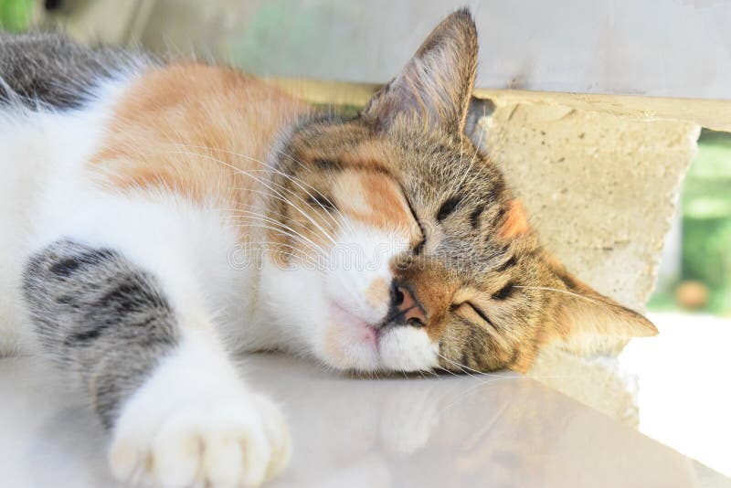 Cat Lover stock image. Image of lover, kitten, sunlight - 98125907