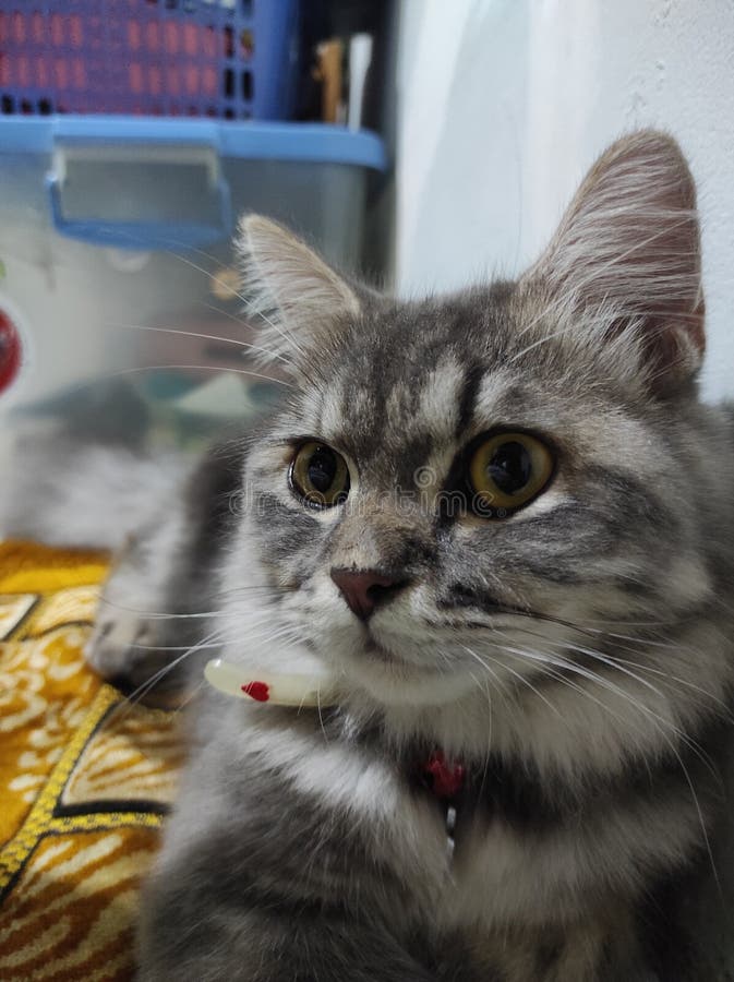 Cat lovers hobby stock image. Image of nose, bird, carnivore - 260783881